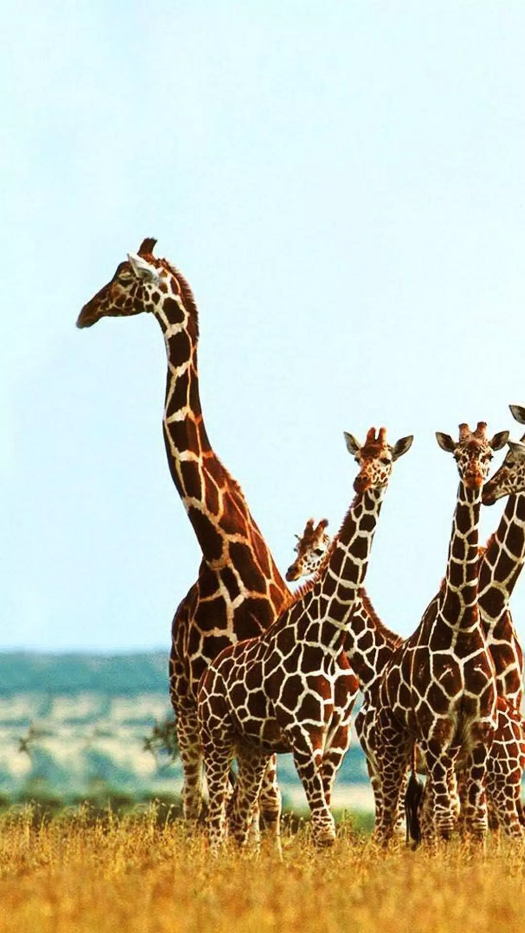 Giraffe Wallpaper APK for Android Download - PGYER APKHUB