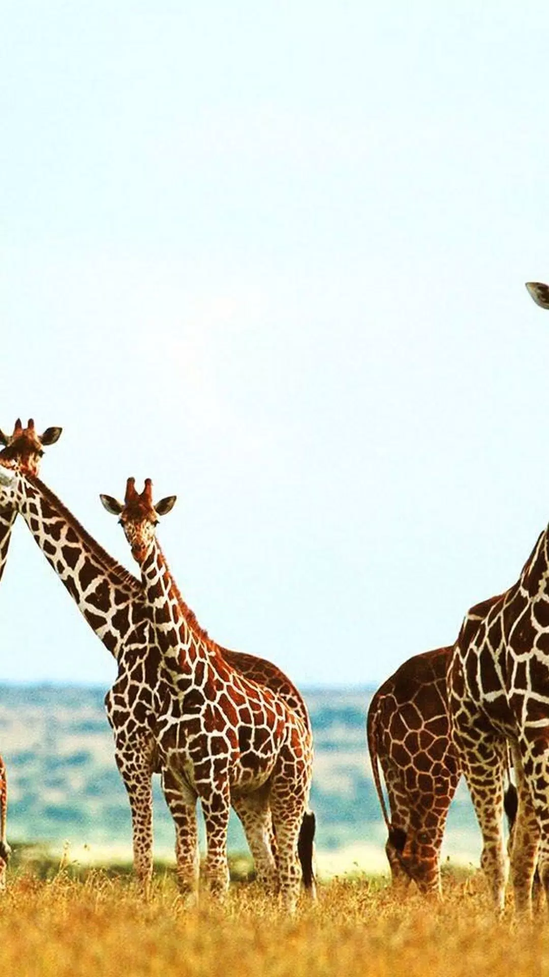 Giraffe Wallpaper APK for Android Download - PGYER APKHUB